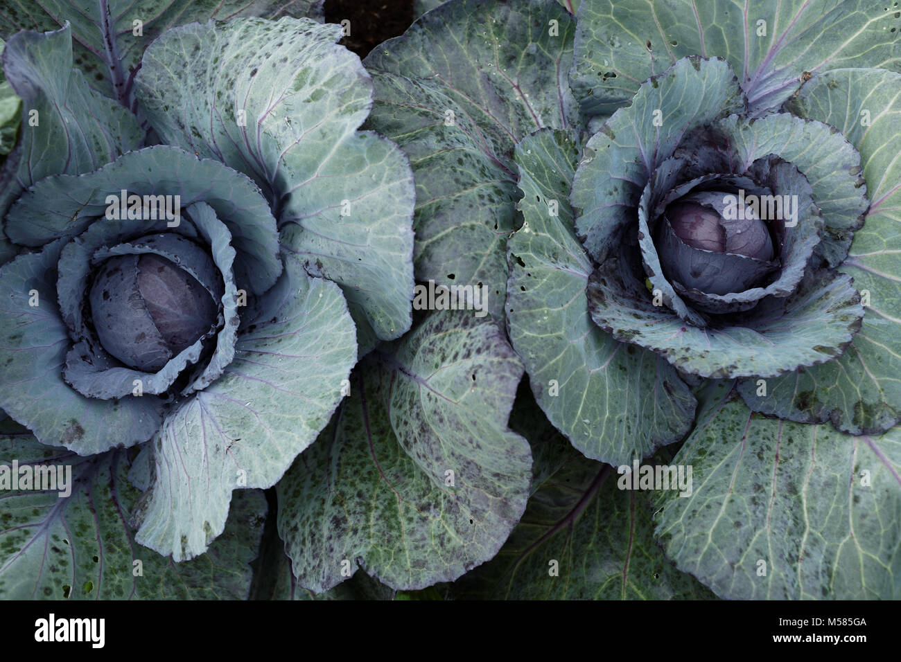 Two growing cabbages in a garden Stock Photo - Alamy