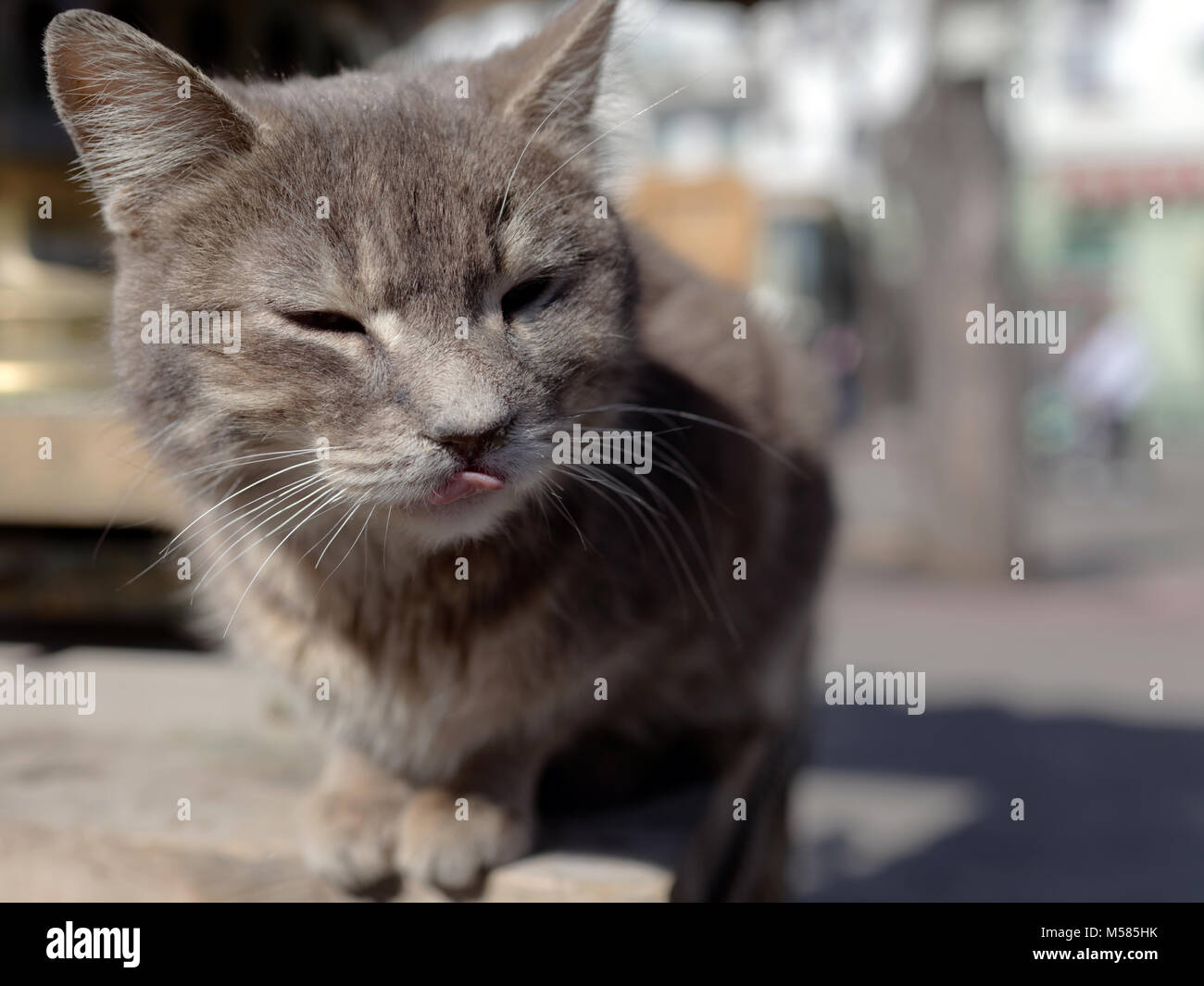 Portrait of a smart gray cat Stock Photo - Alamy
