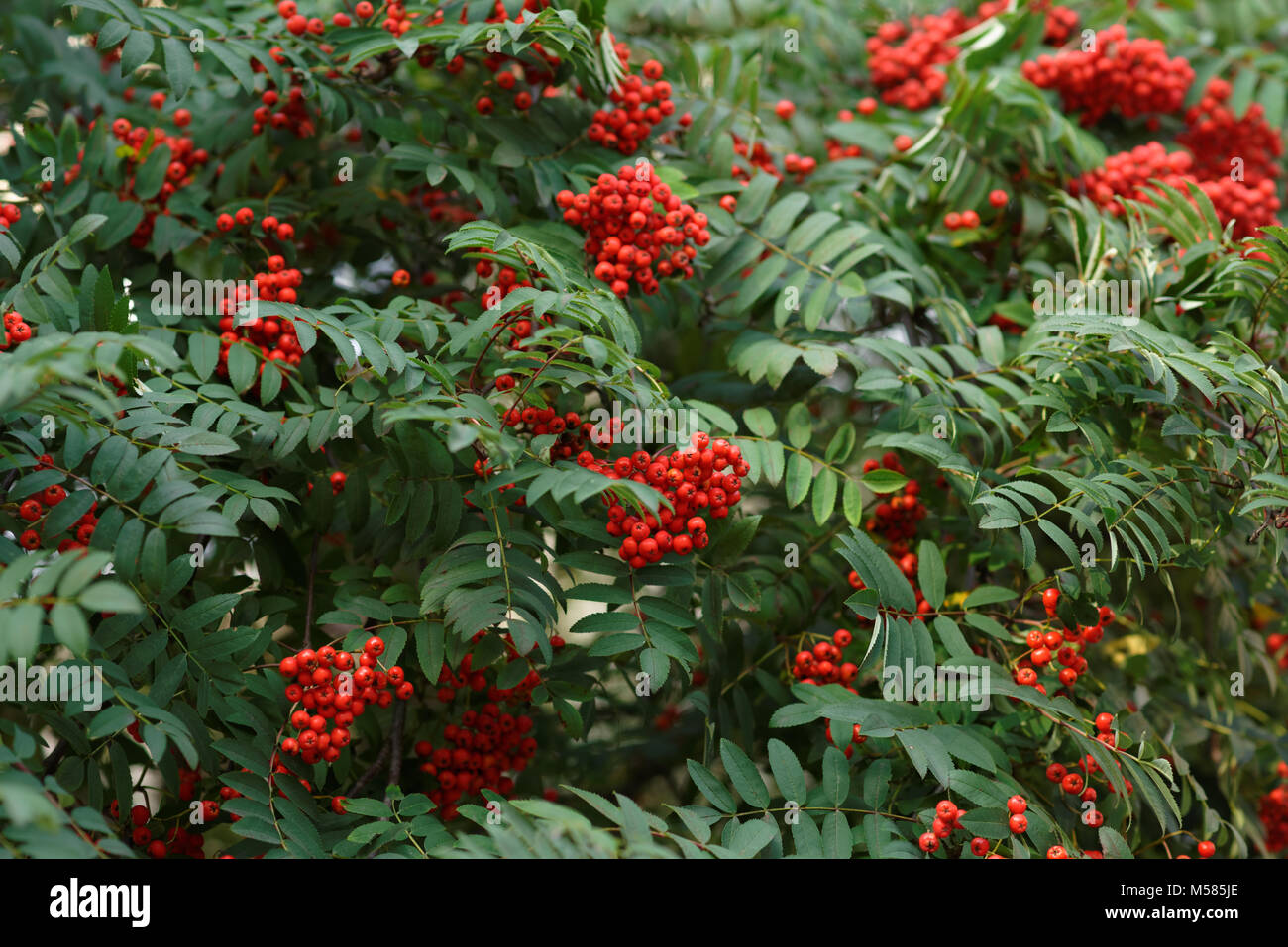 Mountain-ash fruits in lush foliage Stock Photo - Alamy