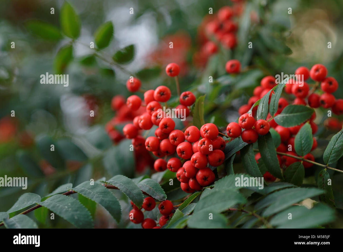 Mountain-ash fruits in lush foliage Stock Photo - Alamy