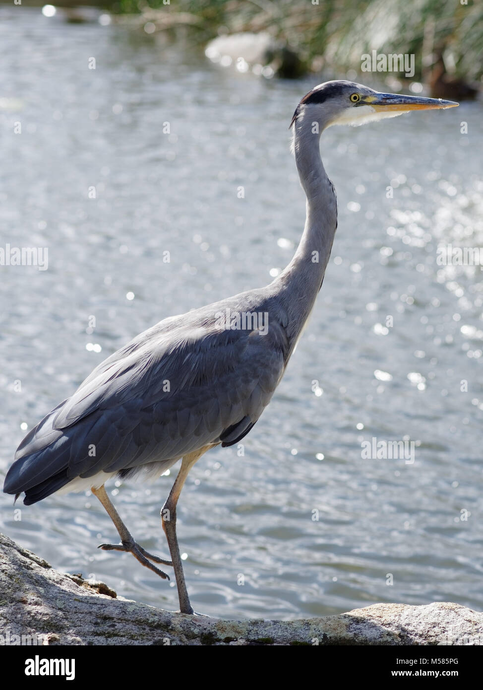 Grey heron on a pond Stock Photo - Alamy