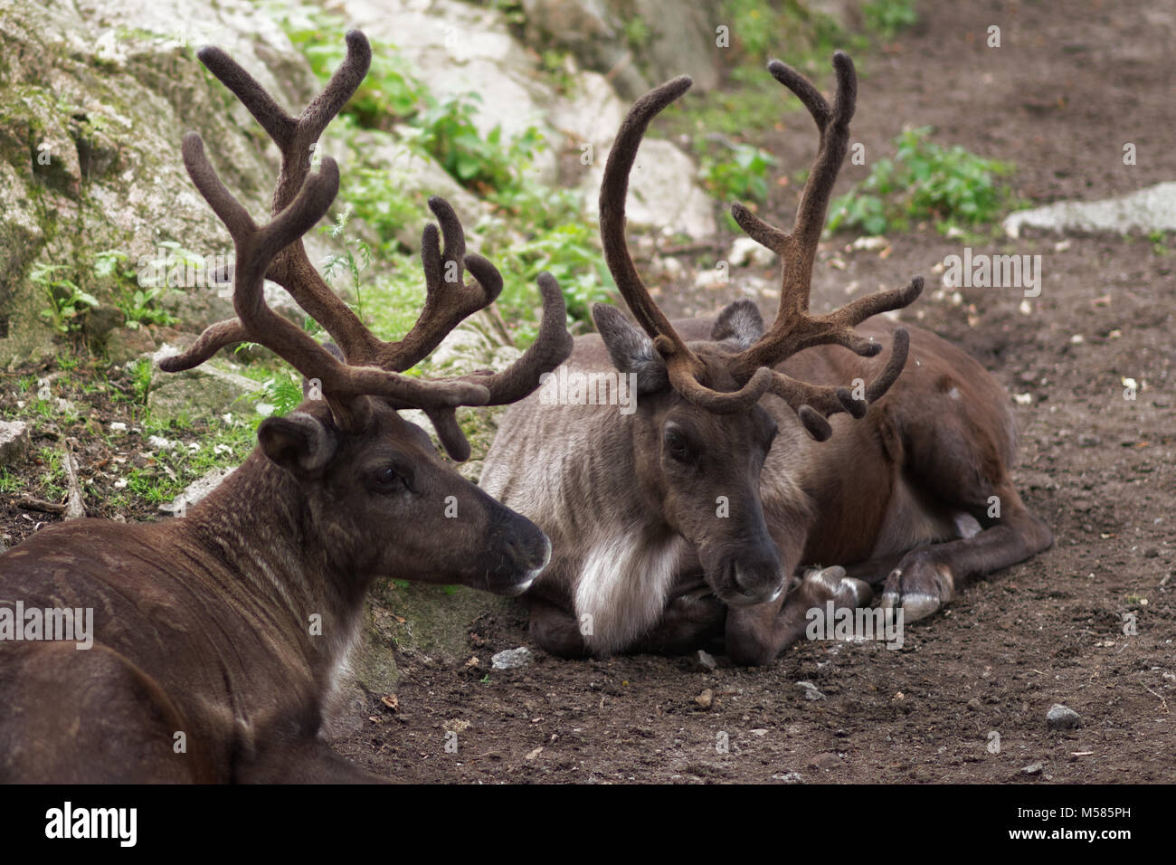 Reindeer hooves summer hi-res stock photography and images - Alamy