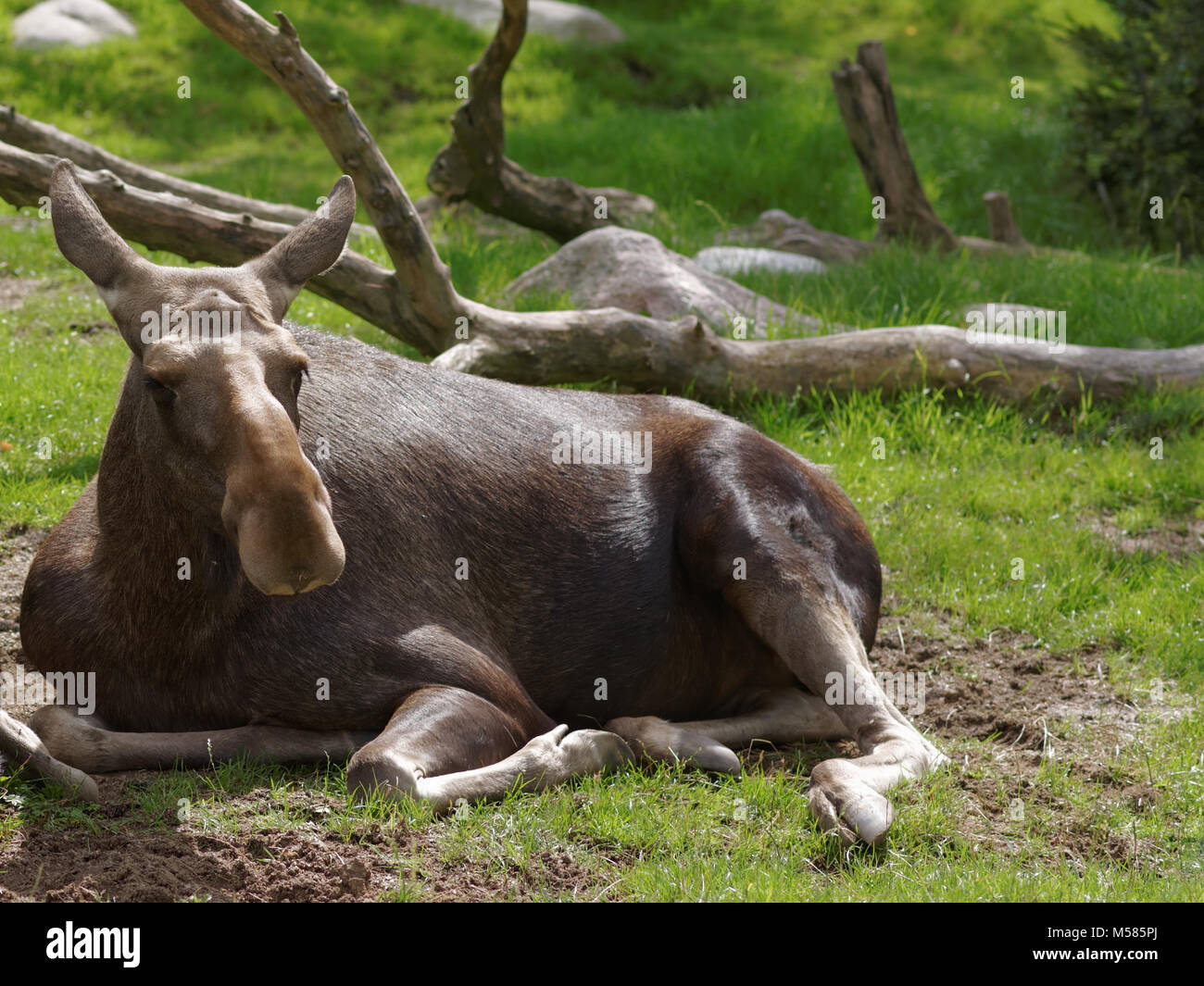 Moose lying on the grass Stock Photo - Alamy