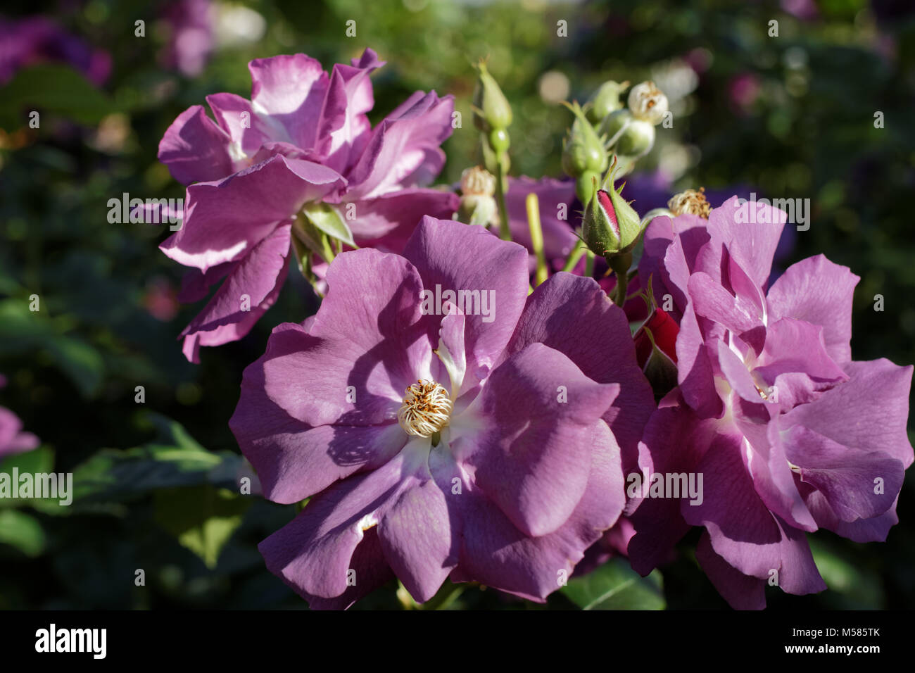 Blue roses in a garden in a summer day Stock Photo - Alamy
