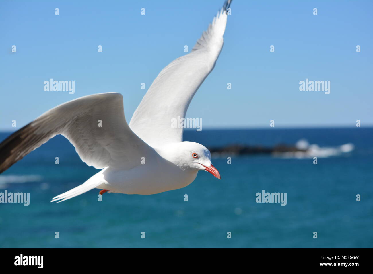 Australian Seagull Stock Photos & Australian Seagull Stock Images - Alamy