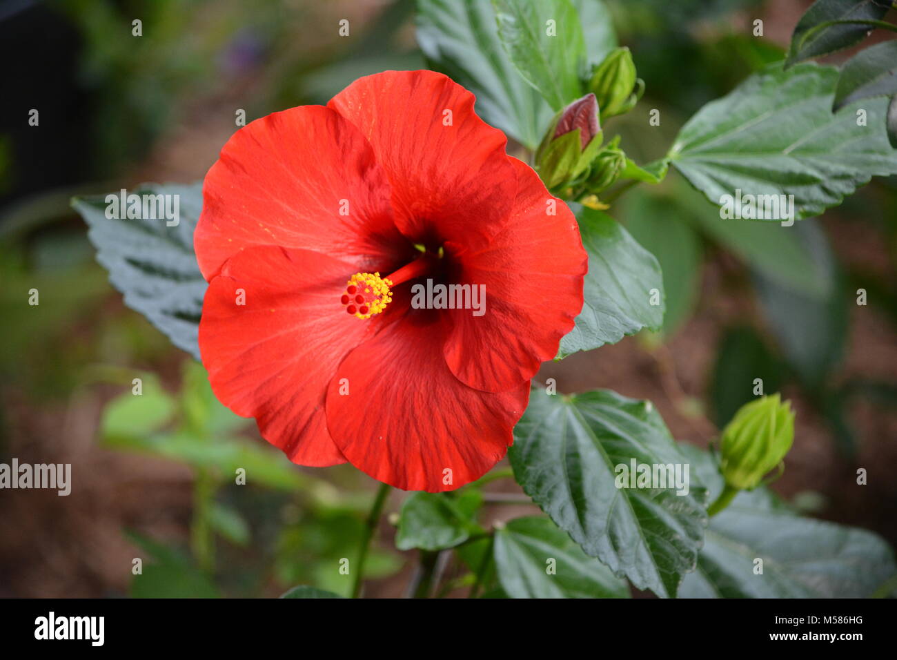 Flowers. Brilliant scarlet Red Hibiscus rosa sinensis plant flowering ...