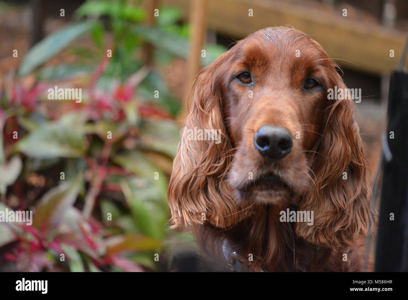 Cute Irish Setter Face High Resolution Stock Photography and Images - Alamy