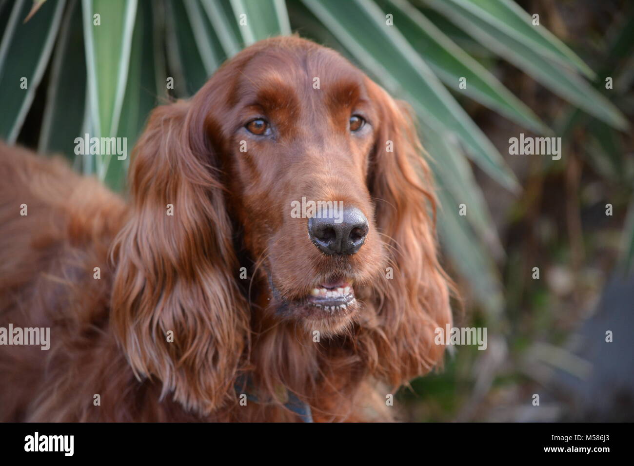 Red setter eyes hi-res stock photography and images - Alamy