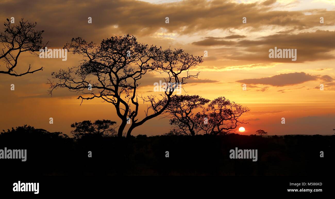 Indigenous tree zimbabwe hi-res stock photography and images - Alamy