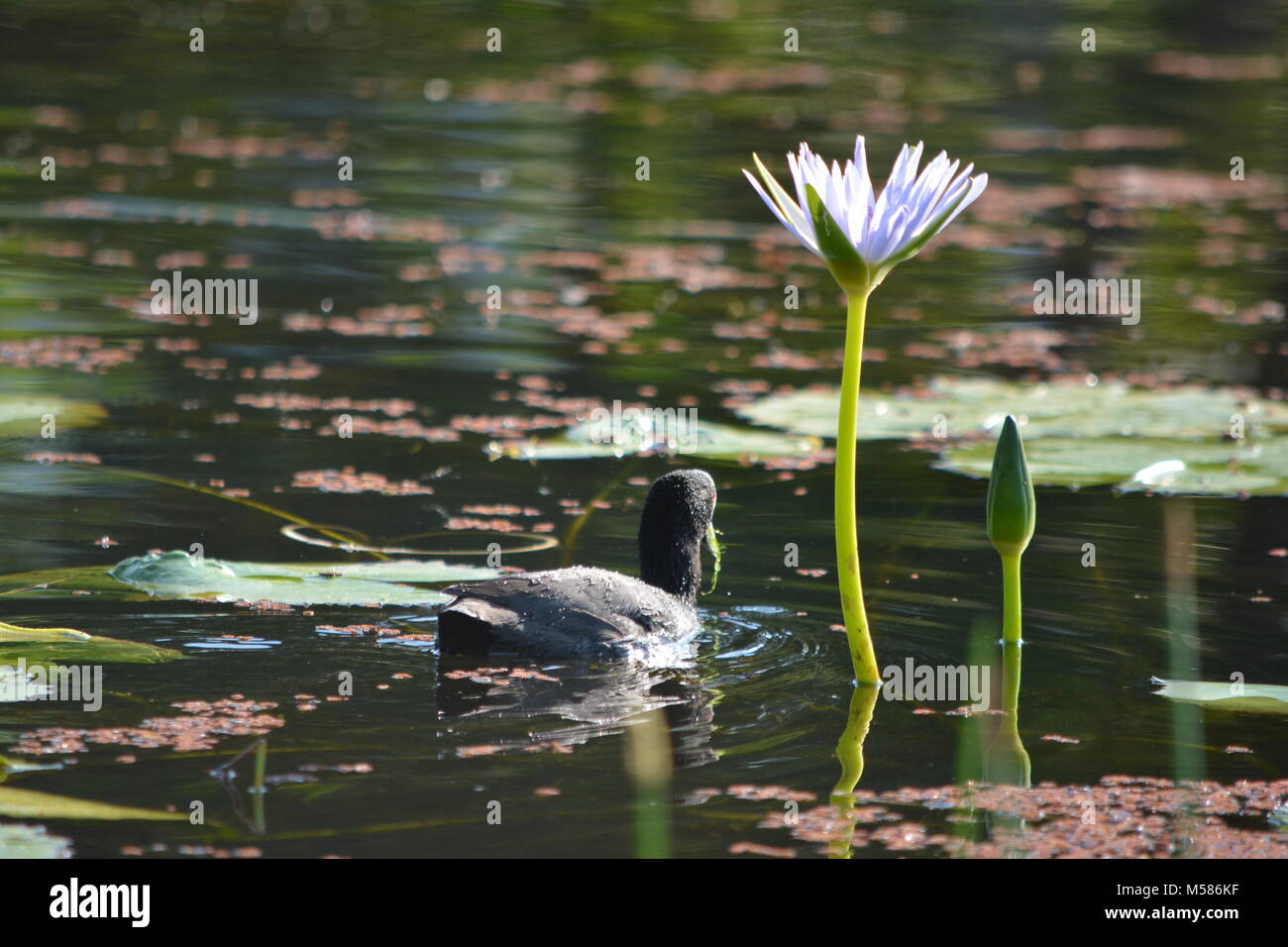 Australian Native Bird On Flower High Resolution Stock Photography and ...