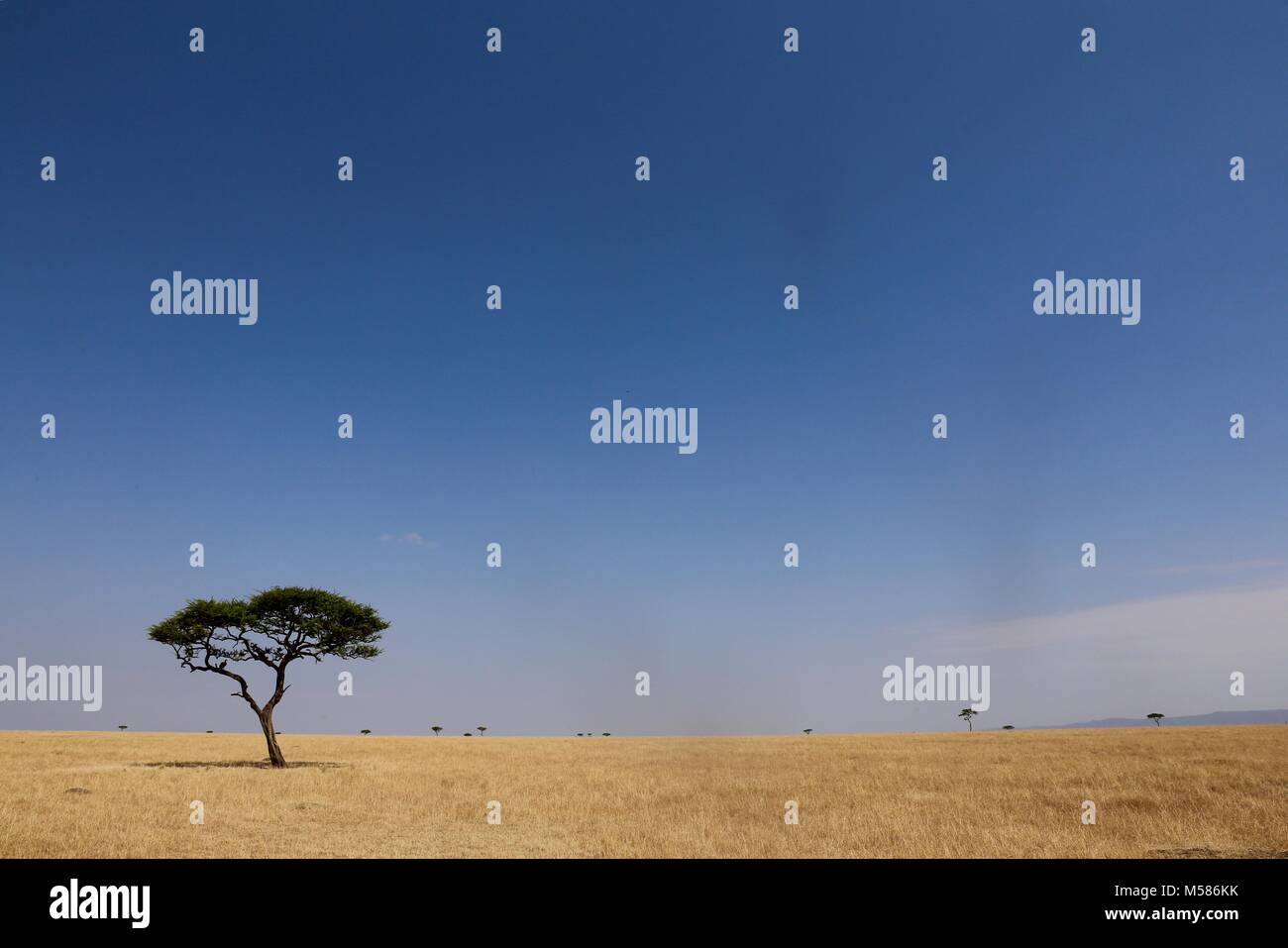 African tree hi-res stock photography and images - Alamy