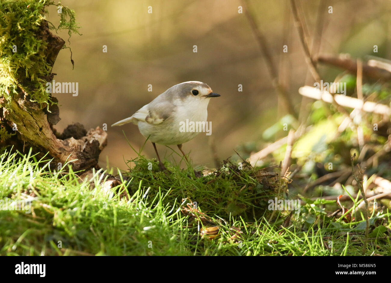 Leucistic robin hi-res stock photography and images - Alamy
