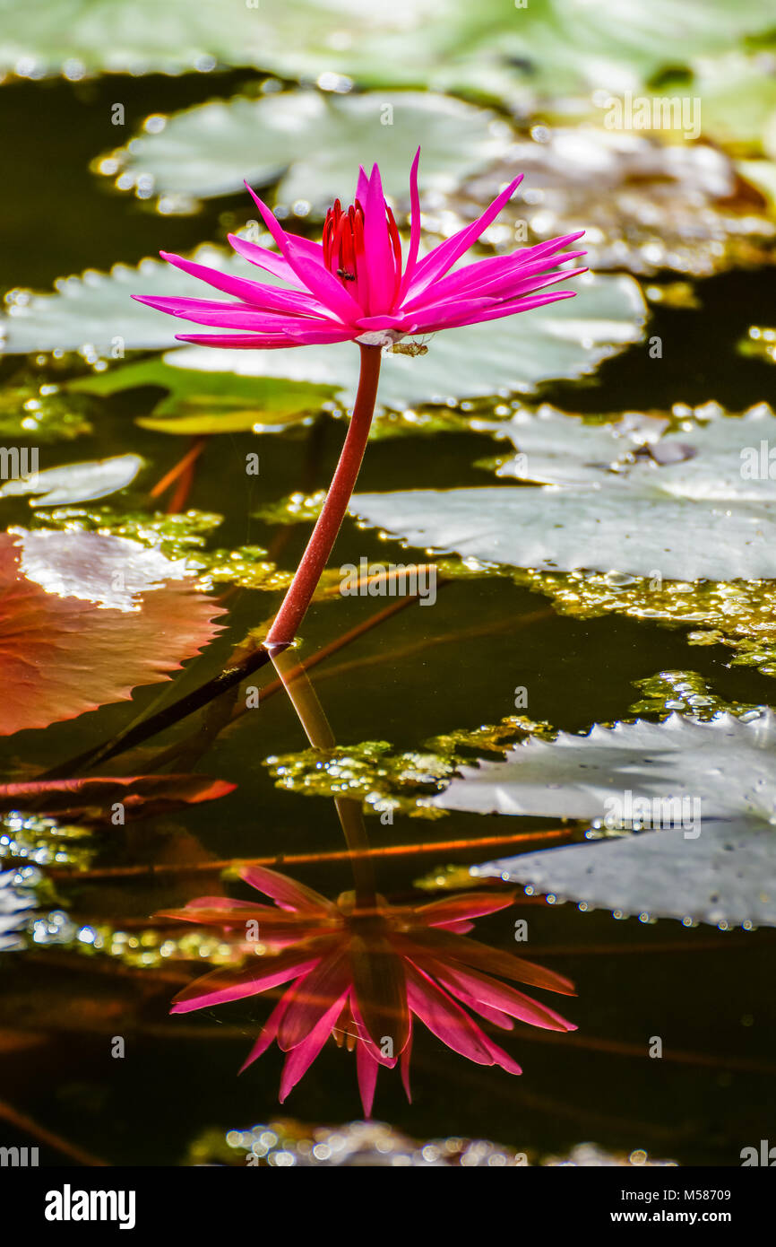 Beautiful blossom pink lotus in swamp Stock Photo - Alamy