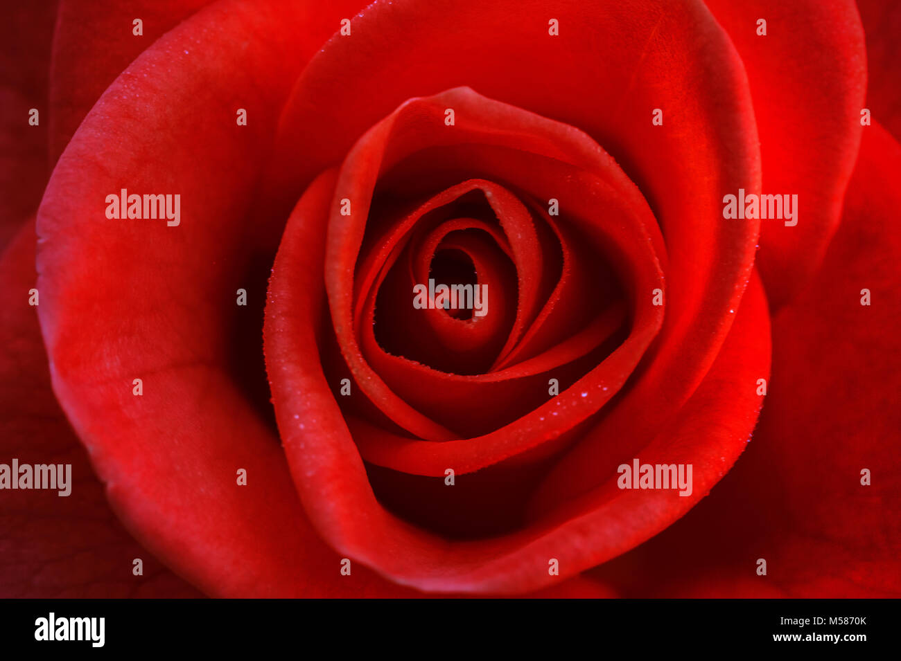 Red rose valentines day hi-res stock photography and images - Alamy