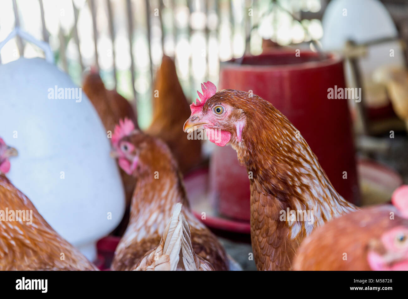Hen, Chicken eggs in farm Stock Photo - Alamy