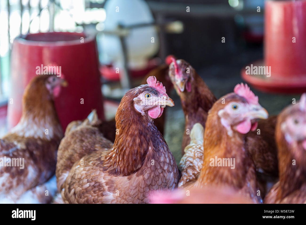 Hen house eggs hi-res stock photography and images - Alamy