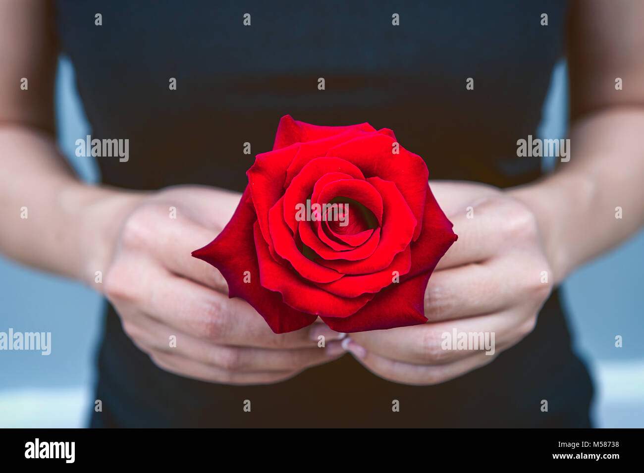 Hand of woman give a red rose. Valentine's Day Stock Photo - Alamy