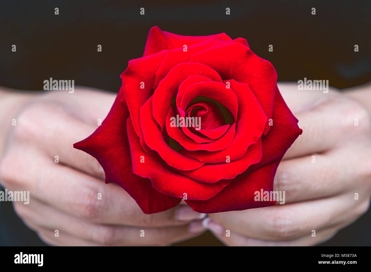 Hand of woman give a red rose. Valentine's Day Stock Photo - Alamy