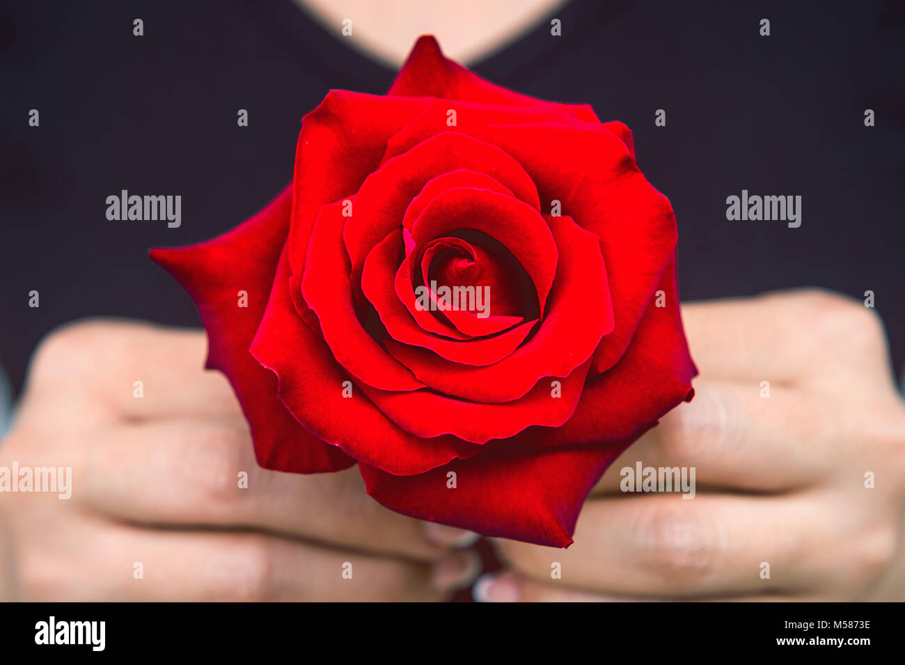 Hand of woman give a red rose. Valentine's Day Stock Photo - Alamy