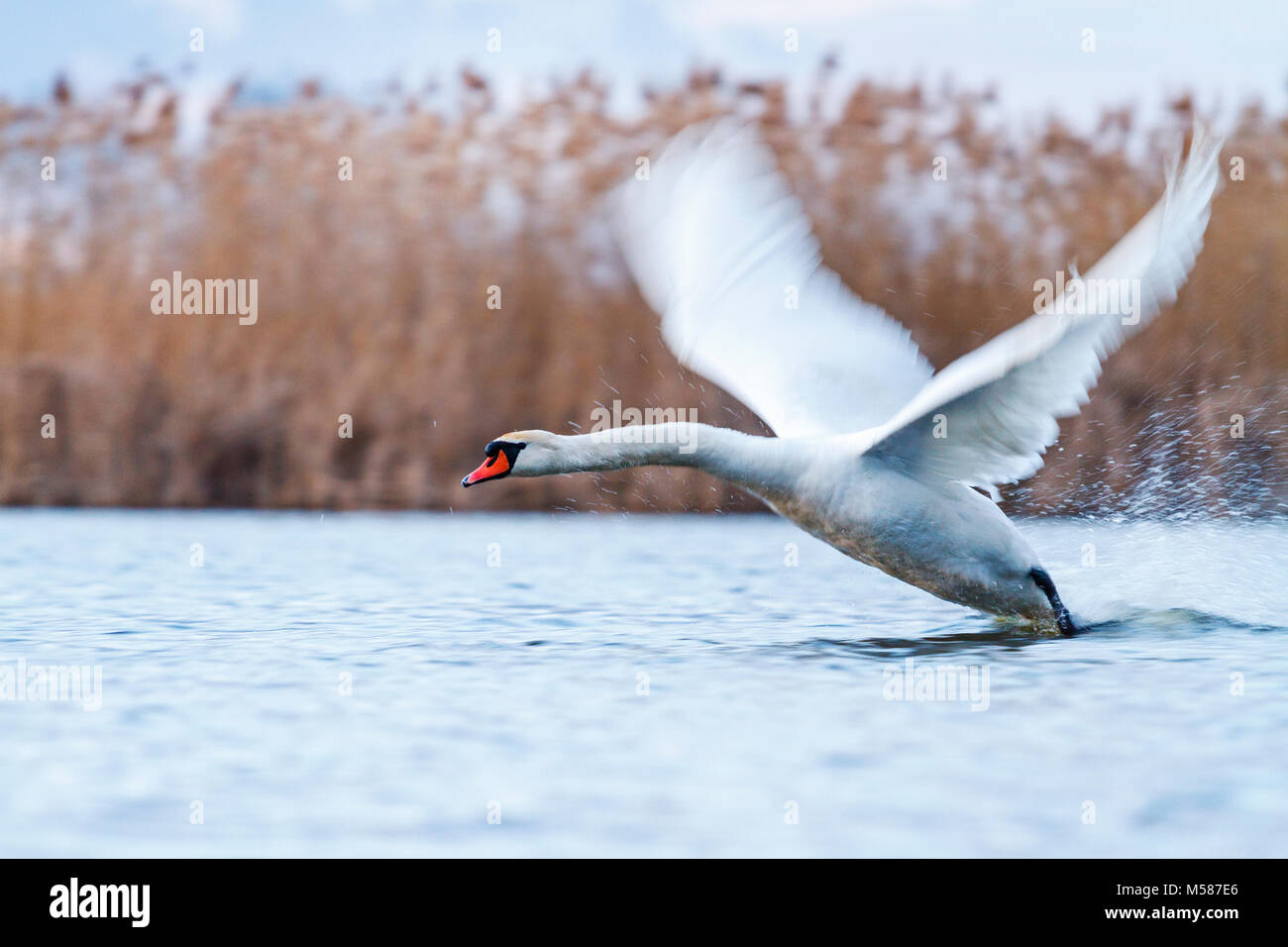 white bird flying fast over water , spring, new life and restoration of ...