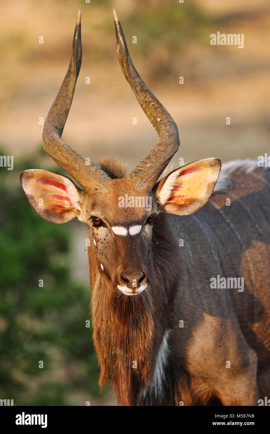 Nyala male kruger national hi-res stock photography and images - Alamy