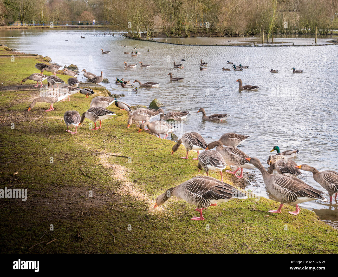 Ducks feeding on the shore at the boating lake complex, Corby, England ...