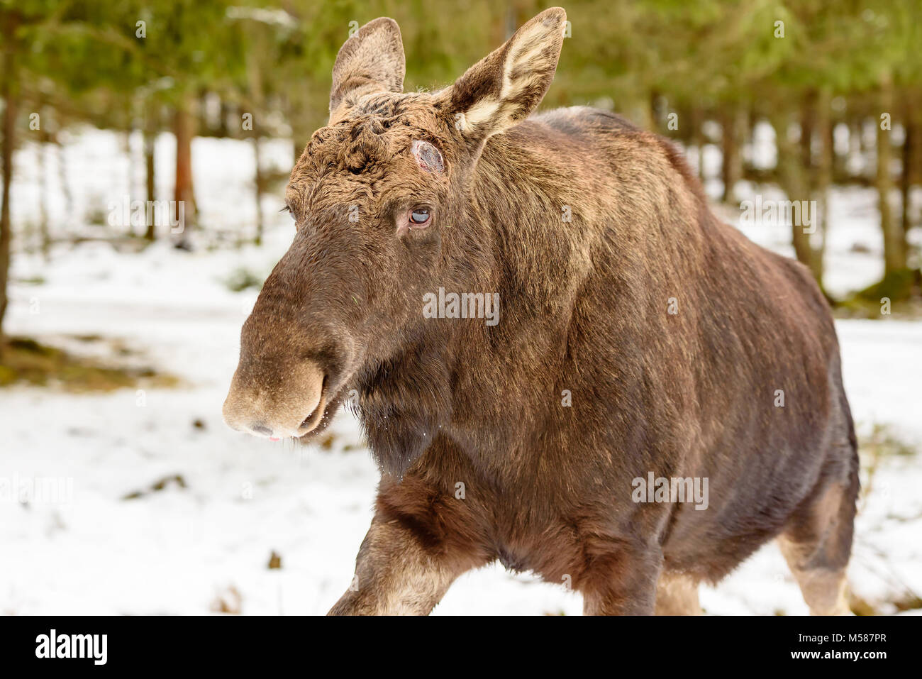 Bull scar hi-res stock photography and images - Alamy