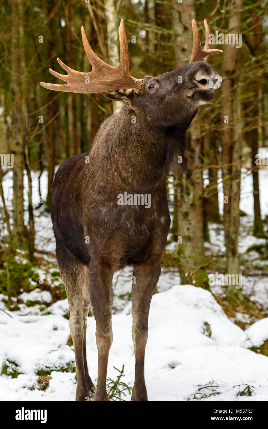 Moose (Alces alces) bull sniffing the air with head held high. Snow on ...