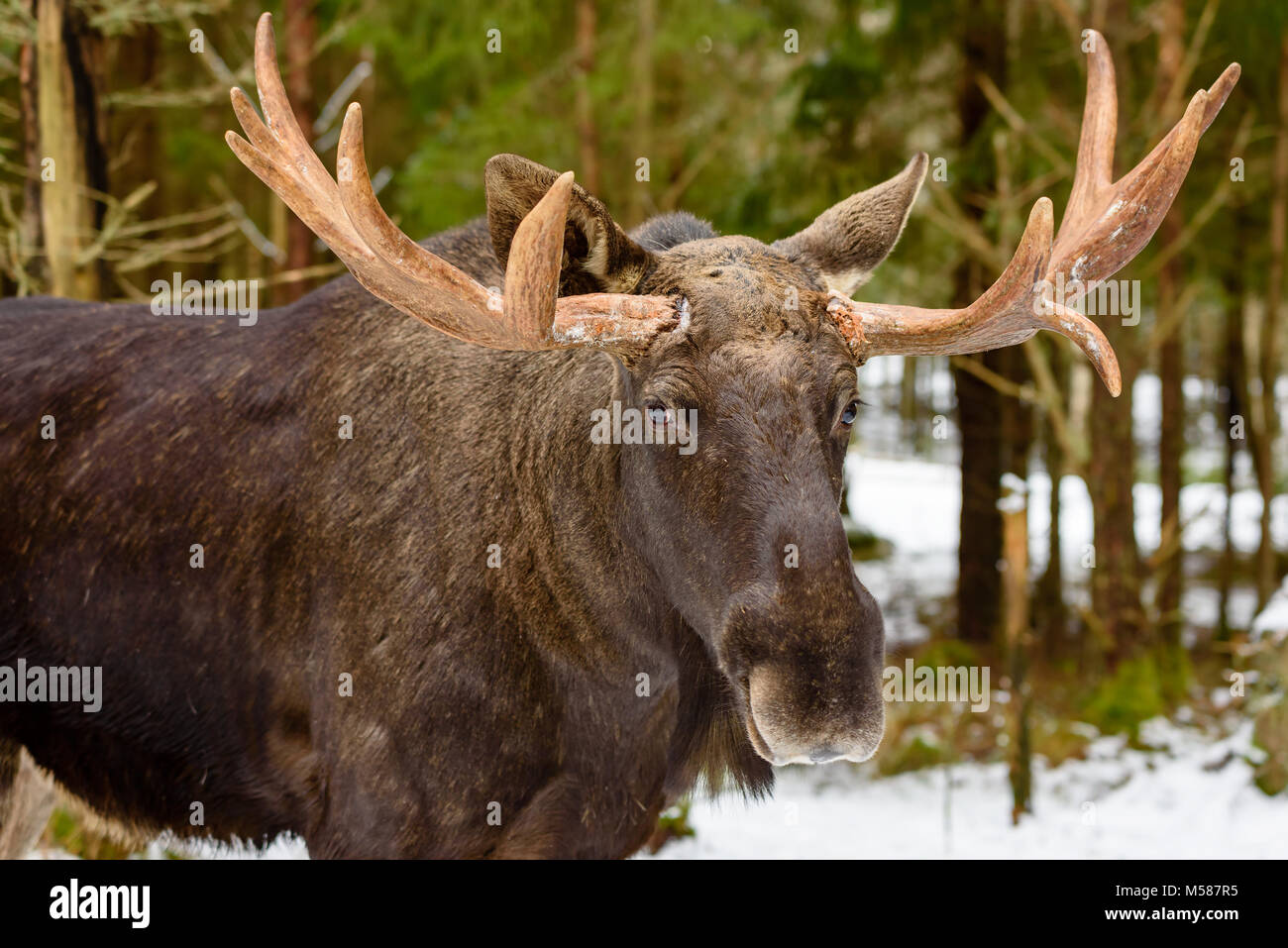 Moose (Alces alces) bull portrait in forest landscape Stock Photo - Alamy