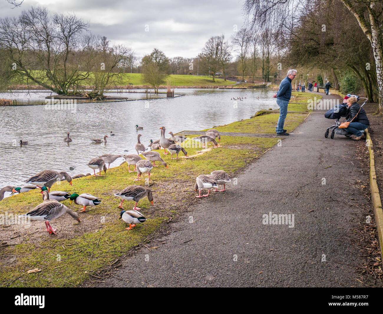 Ducks feeding on the shore at the boating lake complex, Corby, England ...