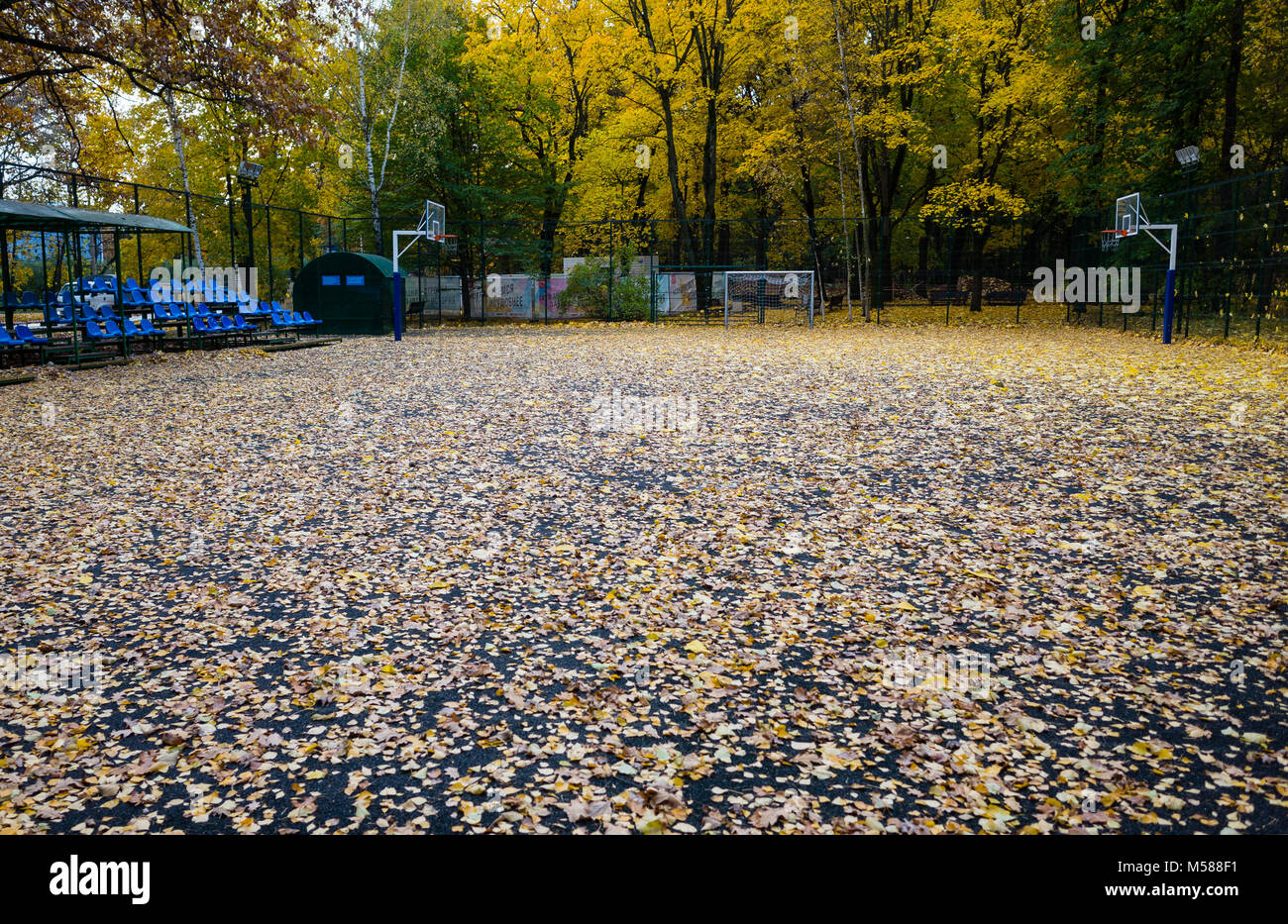 Yellow fallen leaves on a sports field Stock Photo - Alamy