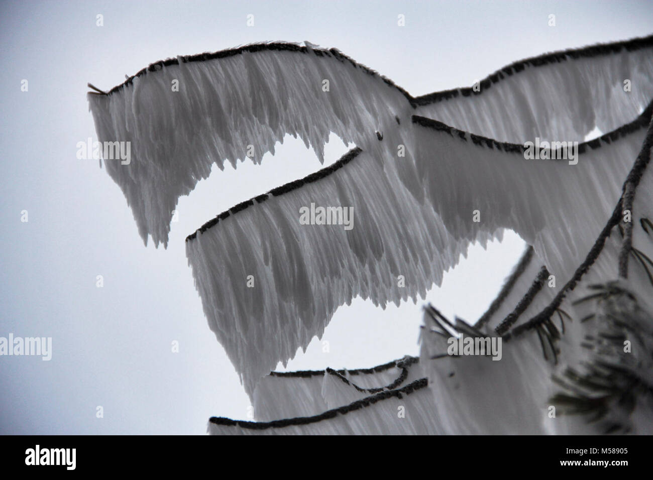 Frost Ribbon. A rare total inversion was seen today by visitors to ...