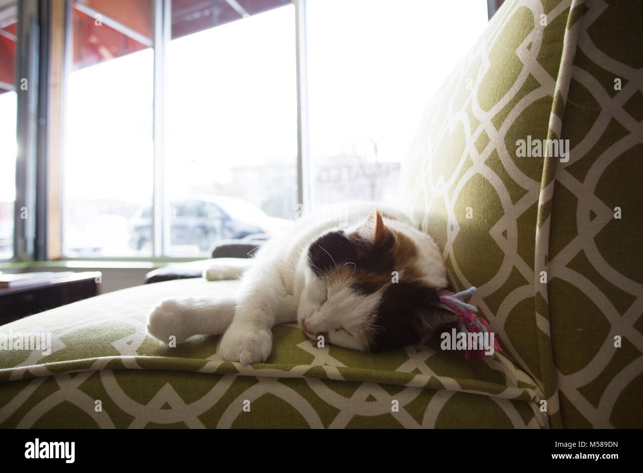Cat sleeping on chair cafe hi-res stock photography and images - Alamy