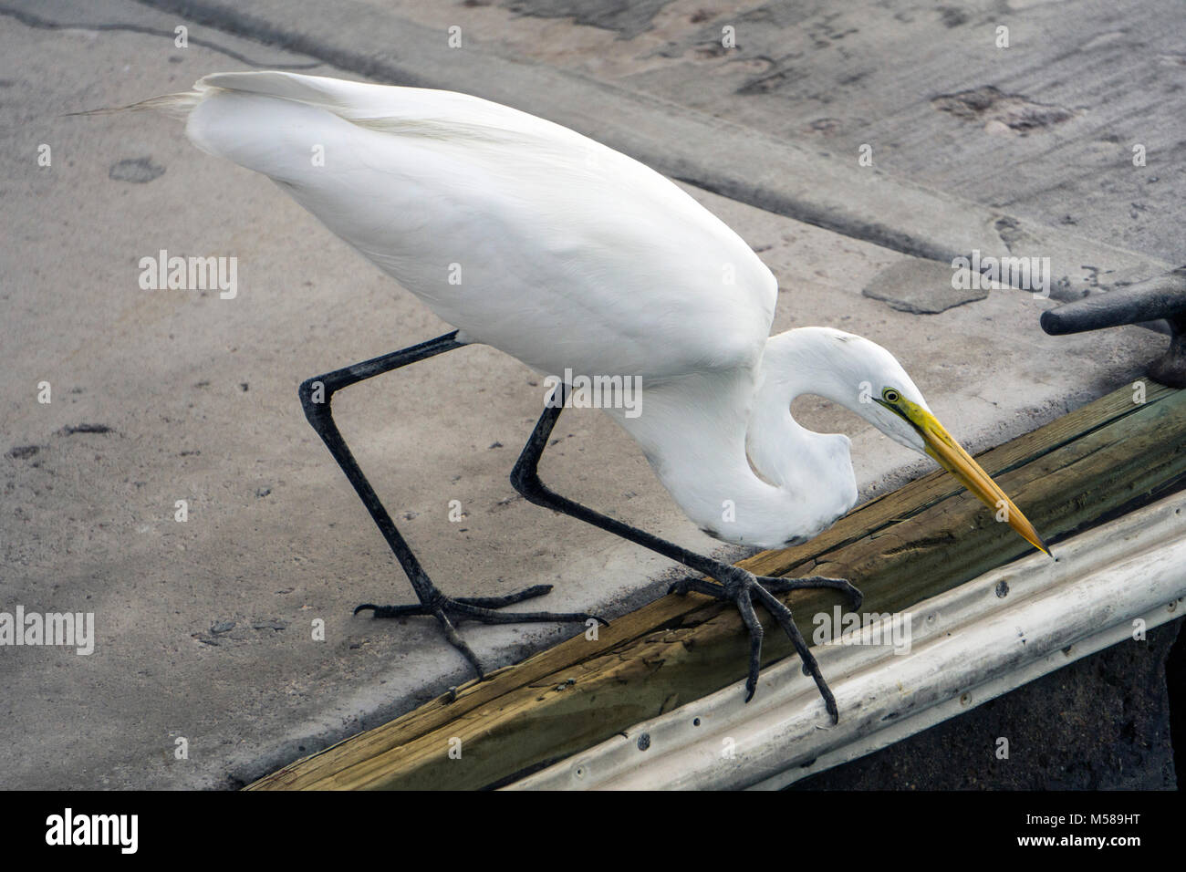Great White Heron predator seabird on dock coiled & ready to extend ...