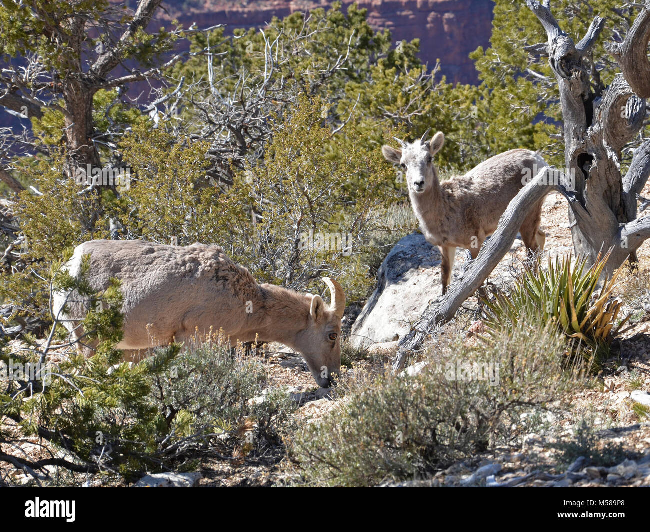 Grand Canyon Nat Park Desert Bighorn Sheep . Among the largest hoofed ...