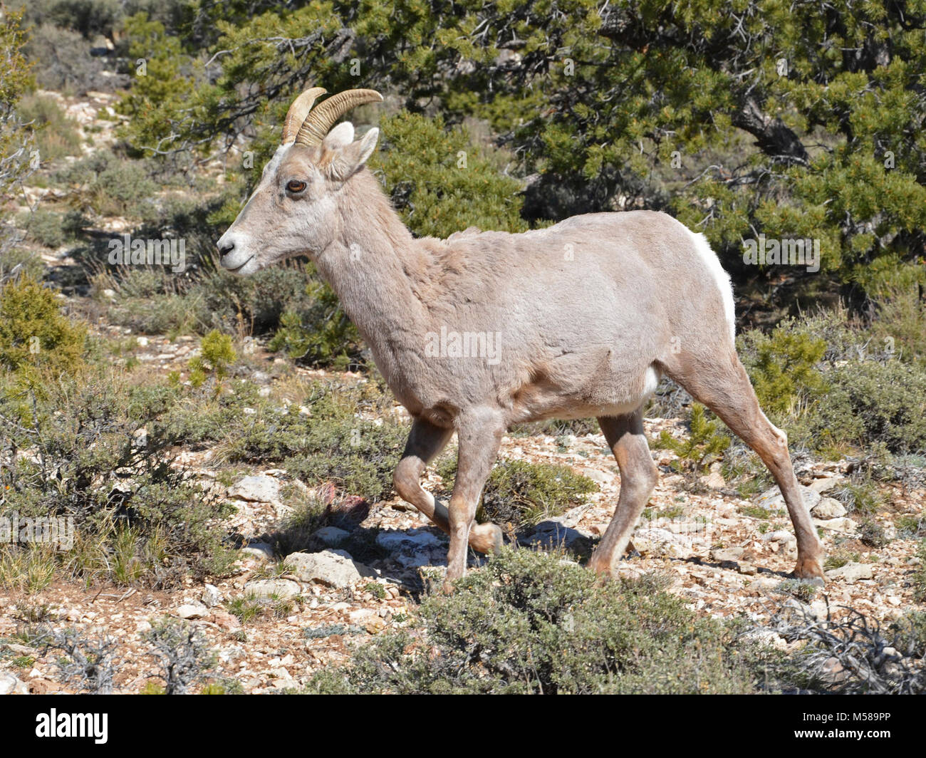 Grand Canyon Nat Park Desert Bighorn Sheep . Among the largest hoofed ...