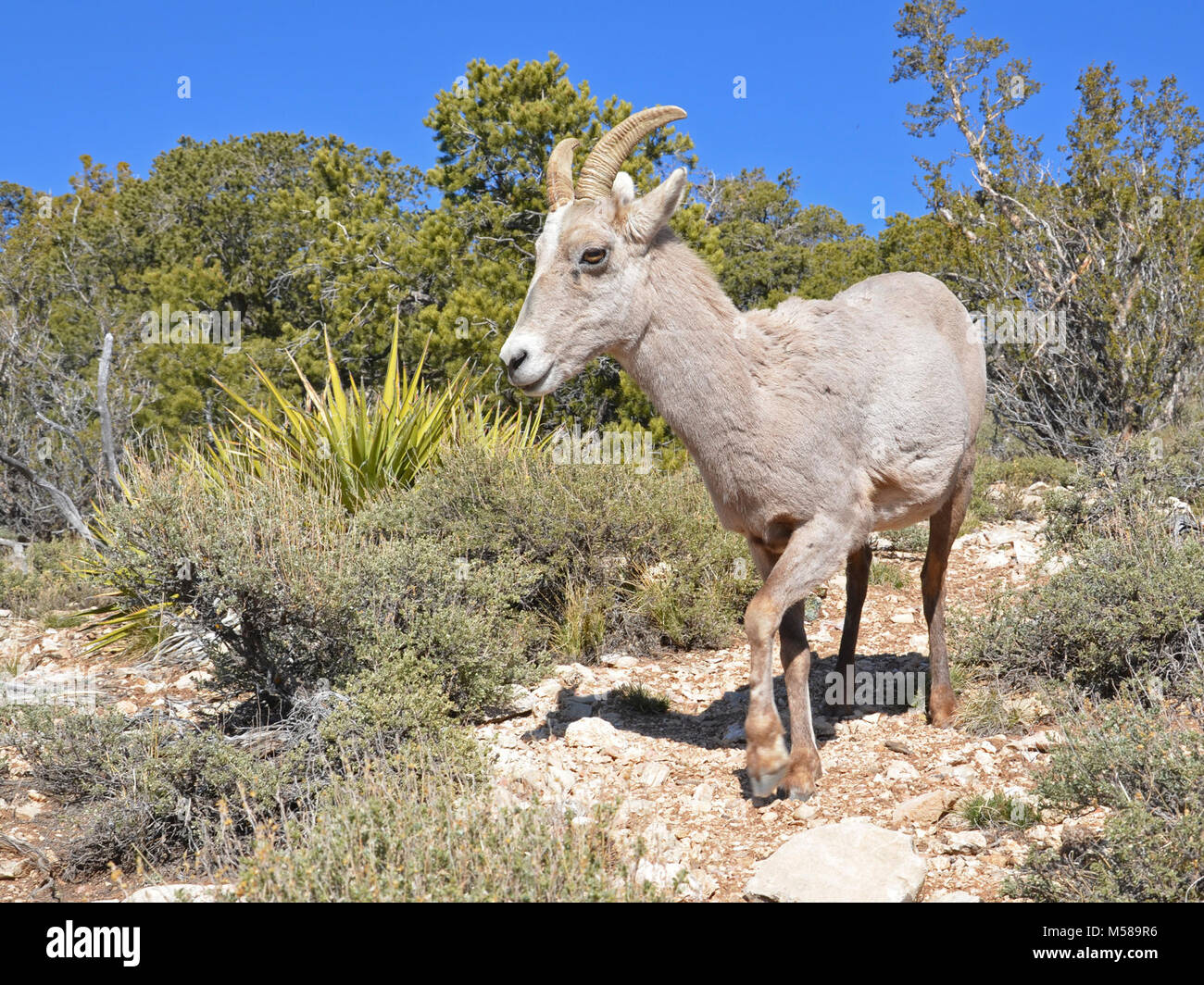 Grand Canyon Nat Park Desert Bighorn Sheep . Among the largest hoofed ...
