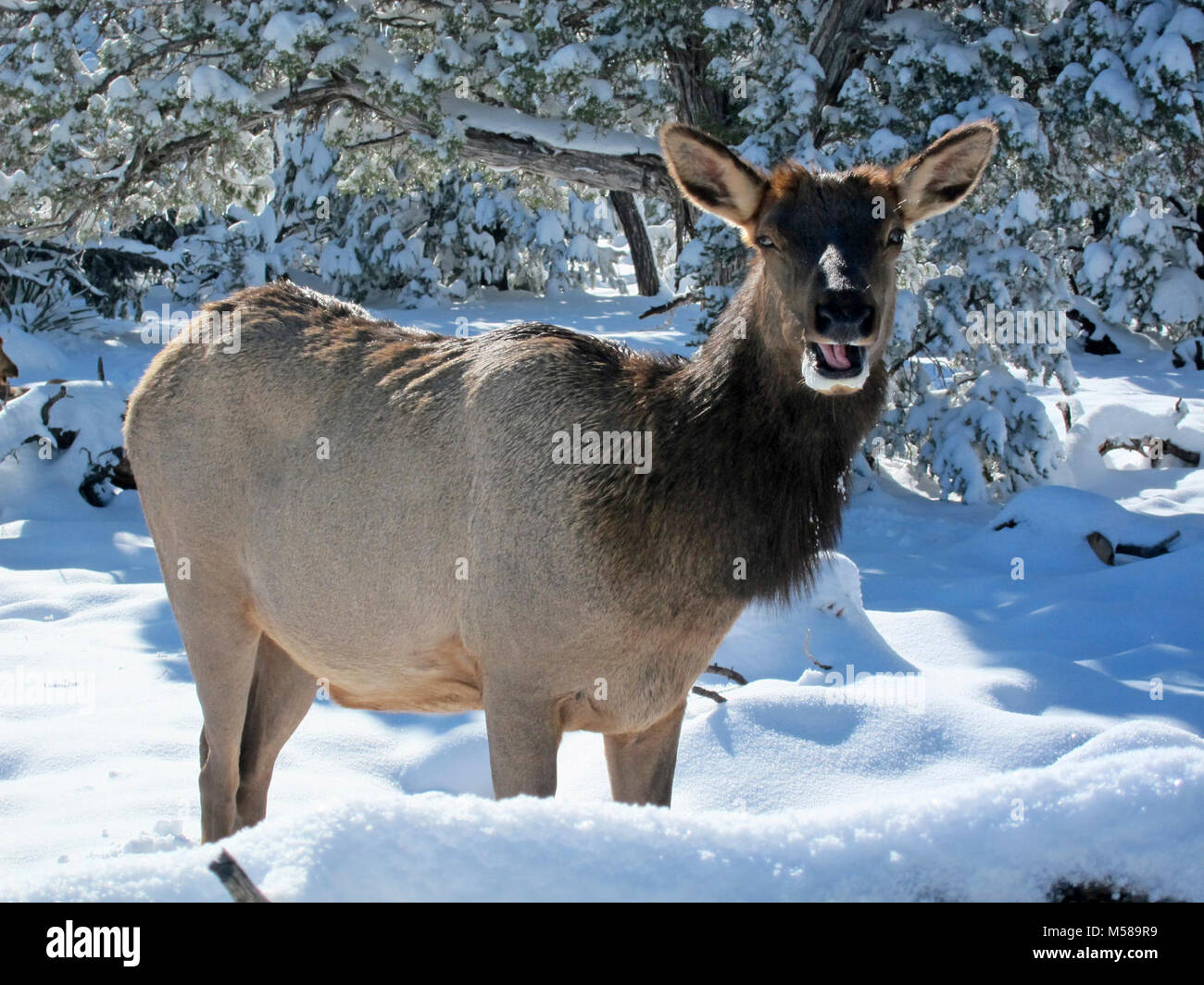 Pinyon juniper winter hi-res stock photography and images - Alamy