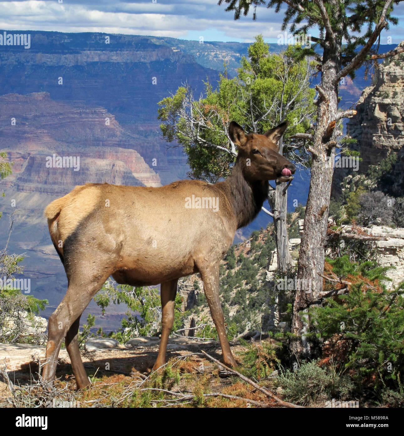 Pinyon juniper arizona hi-res stock photography and images - Alamy