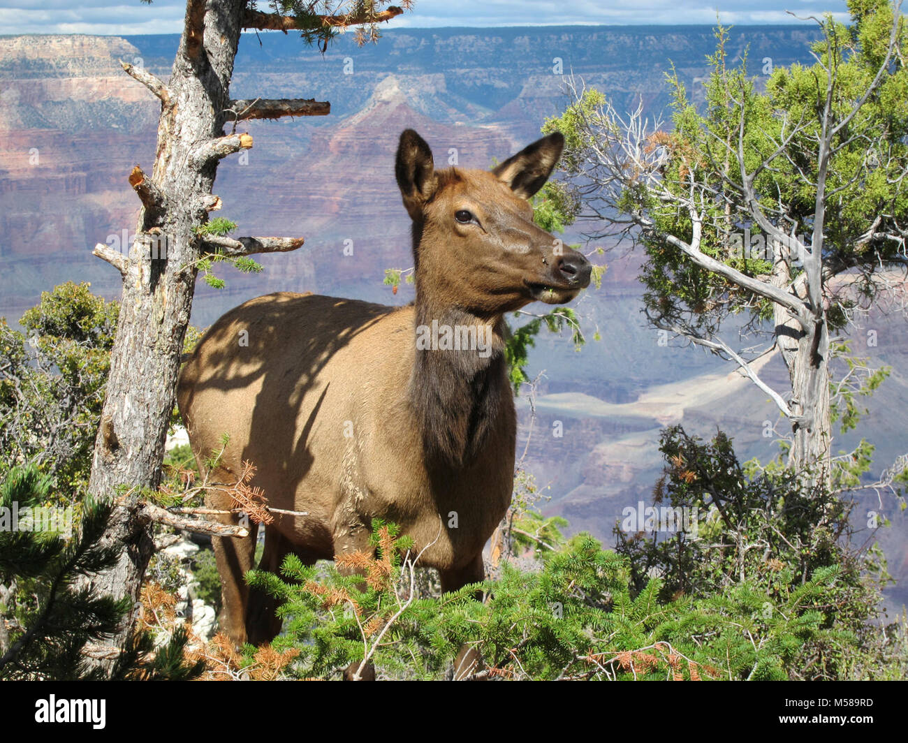 Pinyon juniper winter hi-res stock photography and images - Alamy