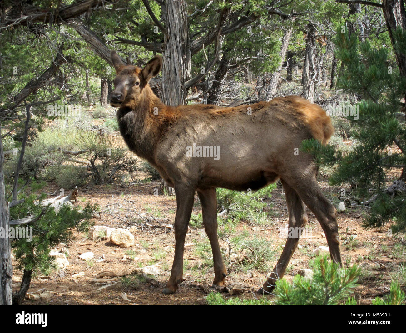 Elk calf seen in hi-res stock photography and images - Alamy