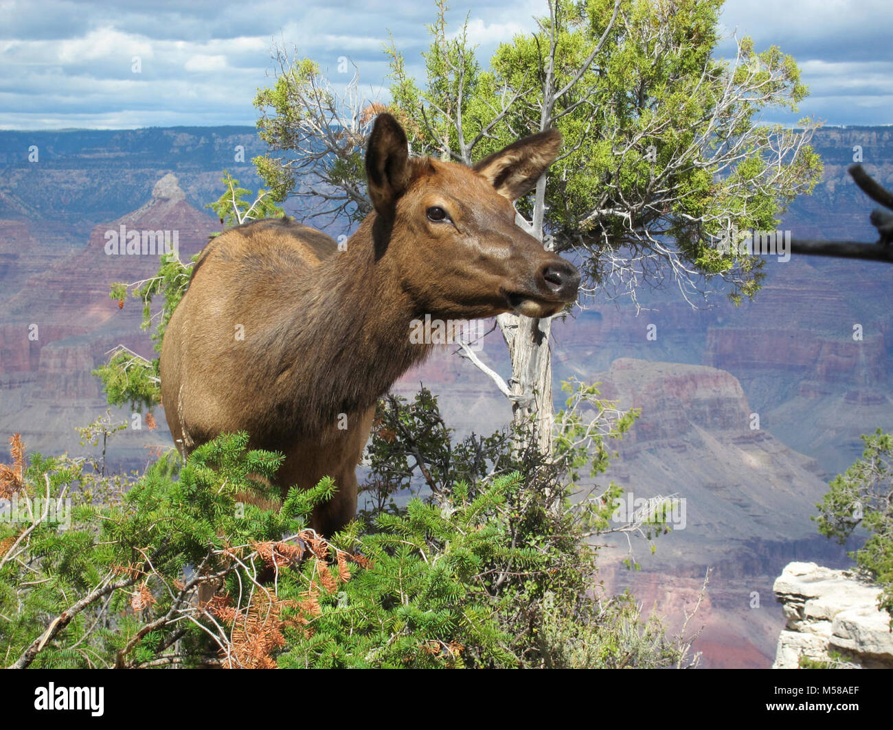 Grand Canyon Nat Park Young Elk Browsing in Fall . Elk (Cervus elaphus ...