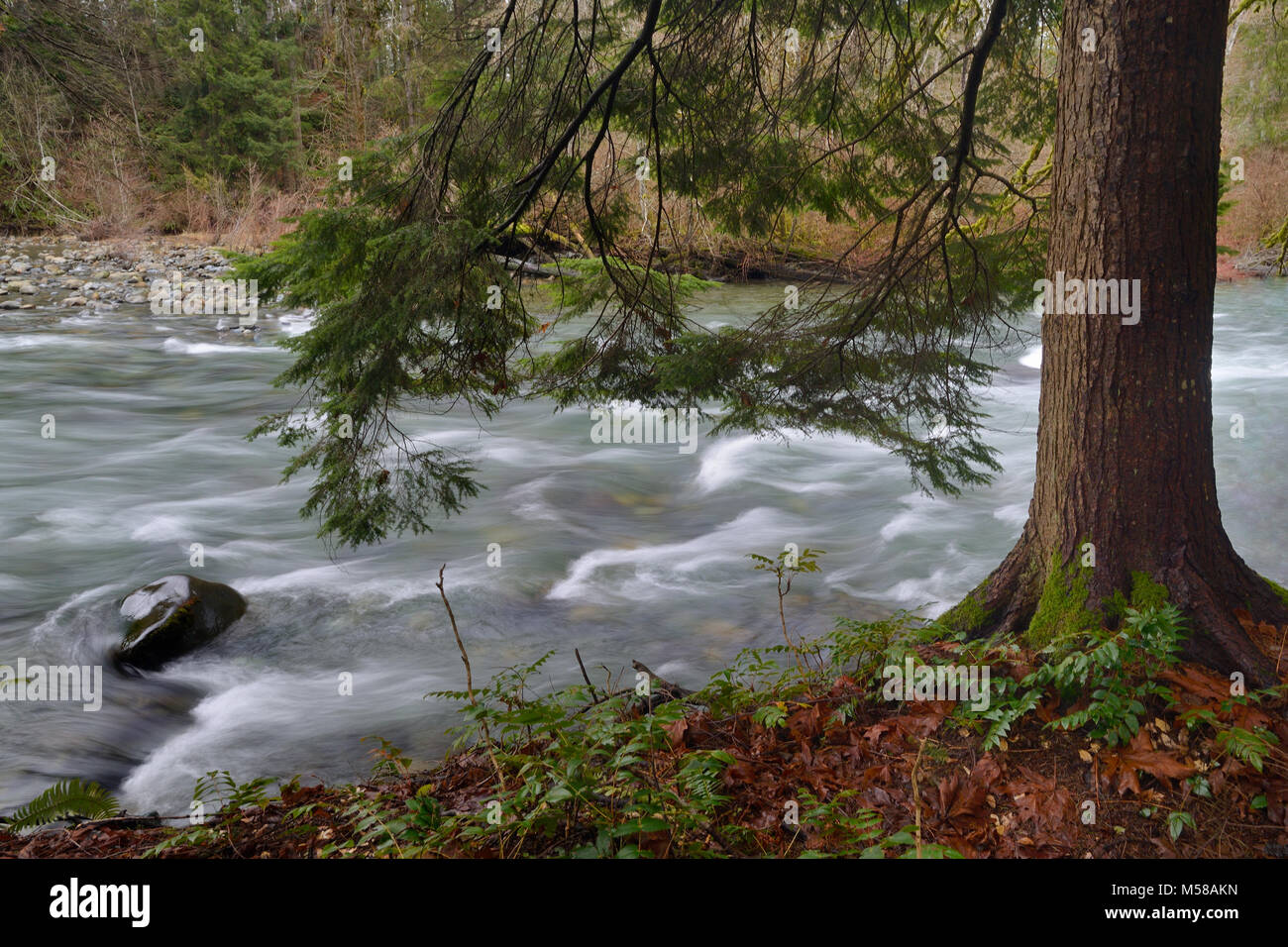 Flowing Puntledge River, Courtenay, Vancouver Island, British Columbia ...