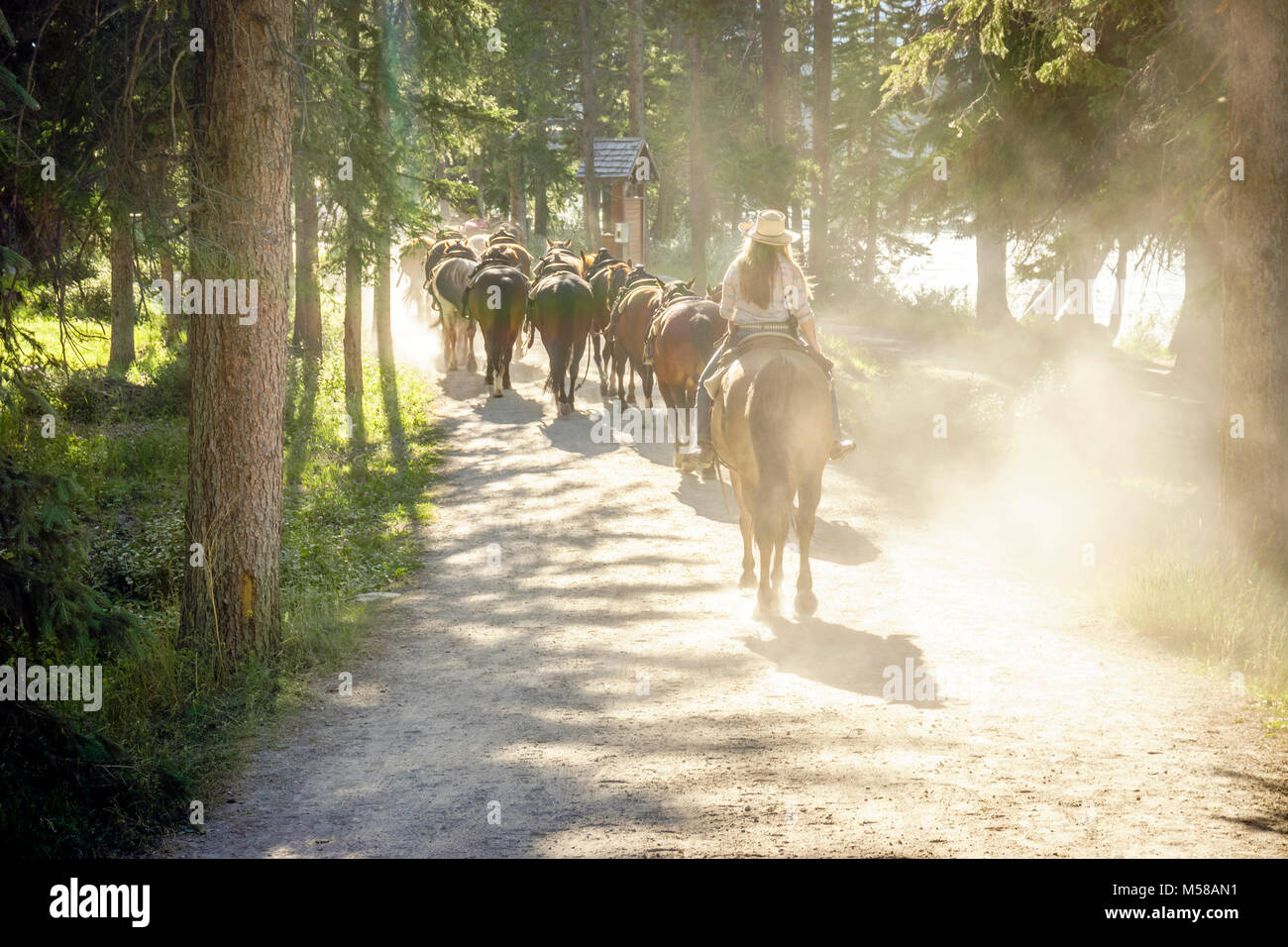 Herd of horses followed by woman on dusty forest path, Banff National ...