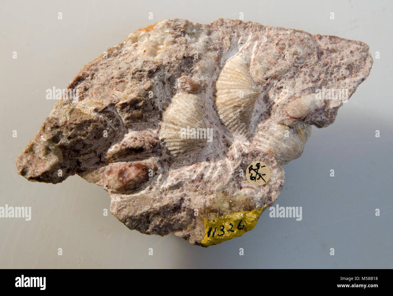 Spirifer hi-res stock photography and images - Alamy