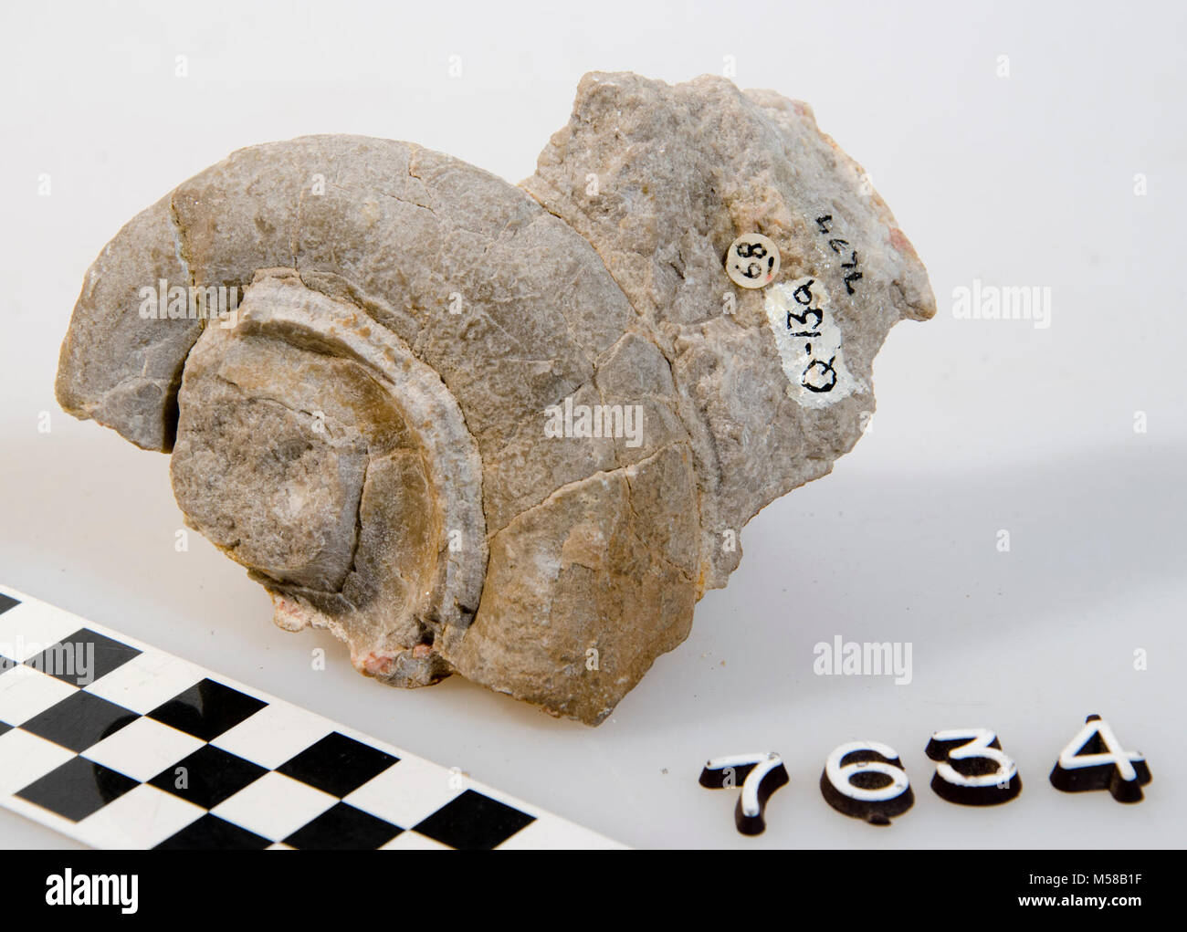 Gastropod fossil hi-res stock photography and images - Alamy
