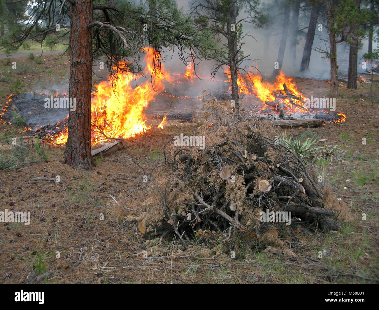 Grand Canyon National Park Hazardous Fuels Reduction . August 1, 2011 ...
