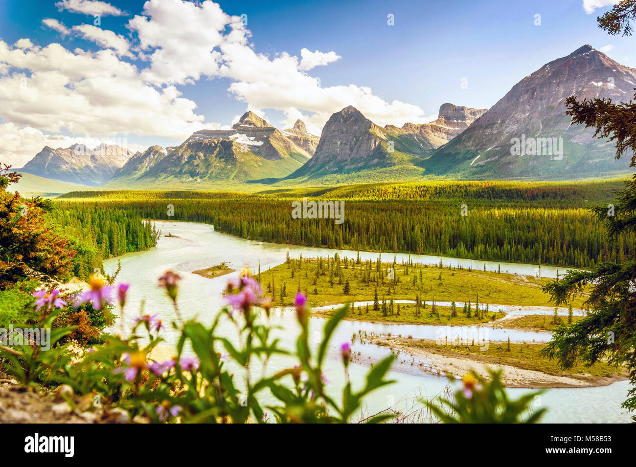 Great northern aster hi-res stock photography and images - Alamy