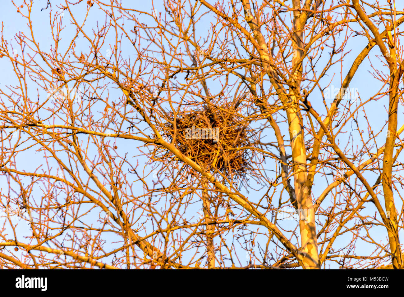 Bird's nest high on the tree Stock Photo - Alamy
