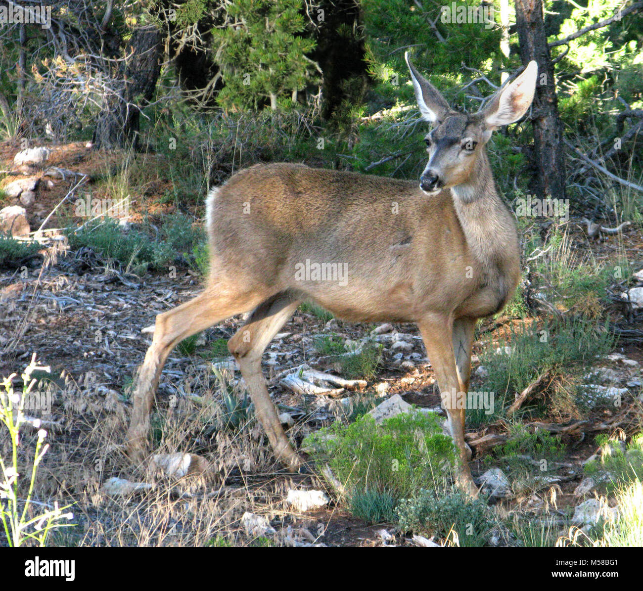 Grand Canyon National Park Mule Deer . Mule deer, are among the most ...